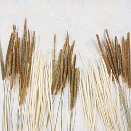 Preserved Sataria Horsetail Pfl